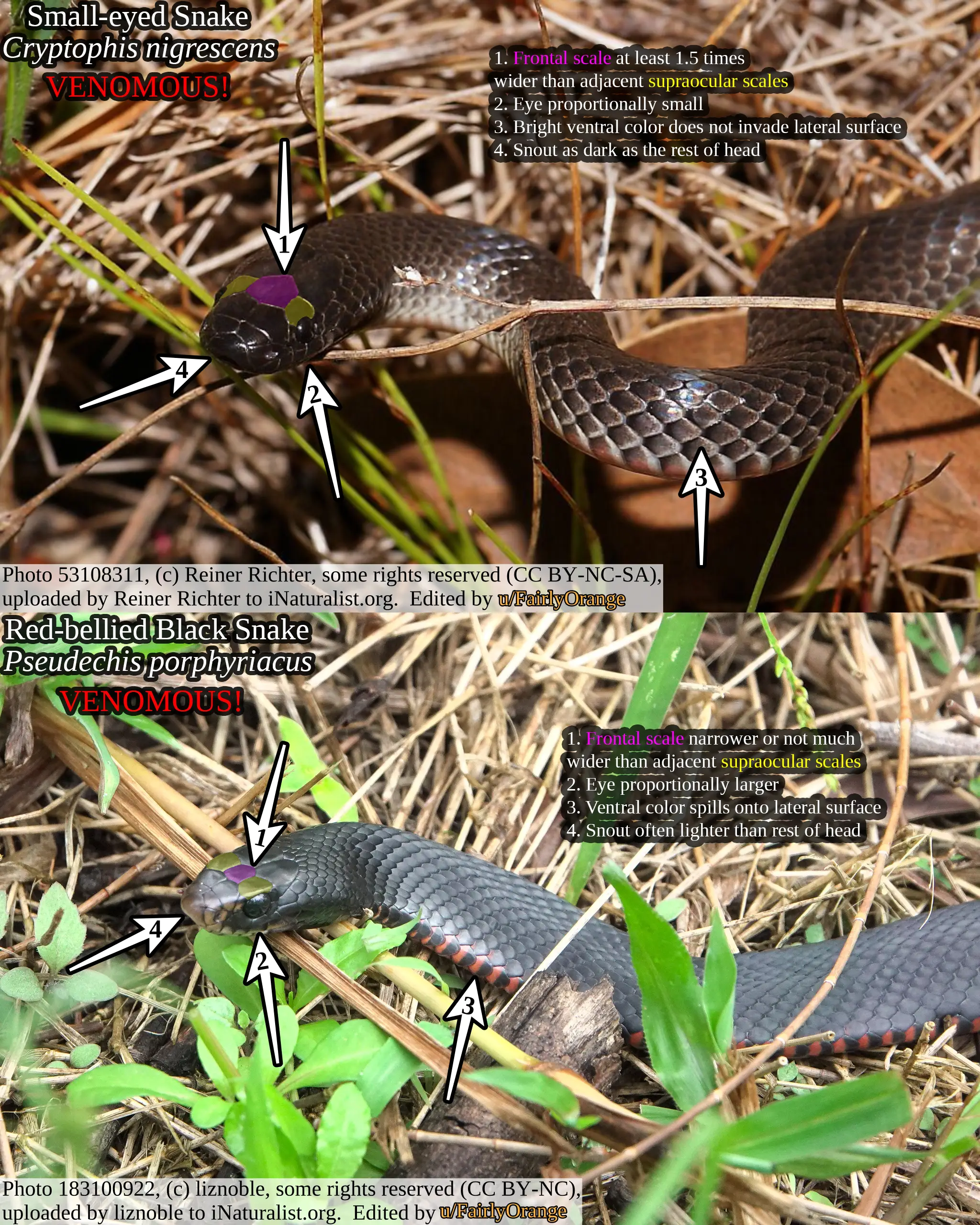 This gorgeous snake my mum saw bushwalking south of Sydney [NSW ...