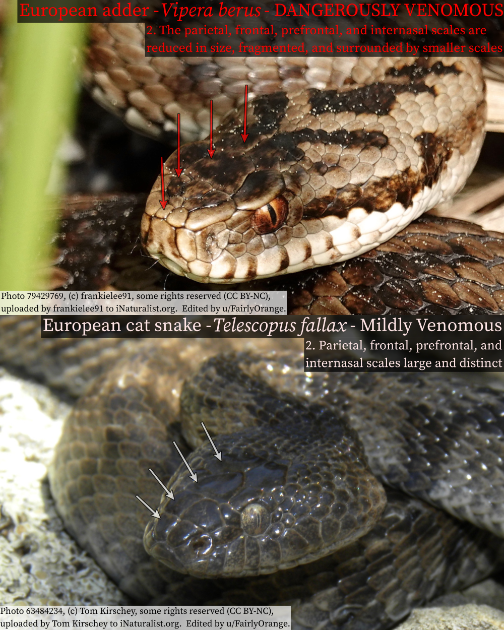 What’s this snake? [south of Turkey] : r/whatsthissnake