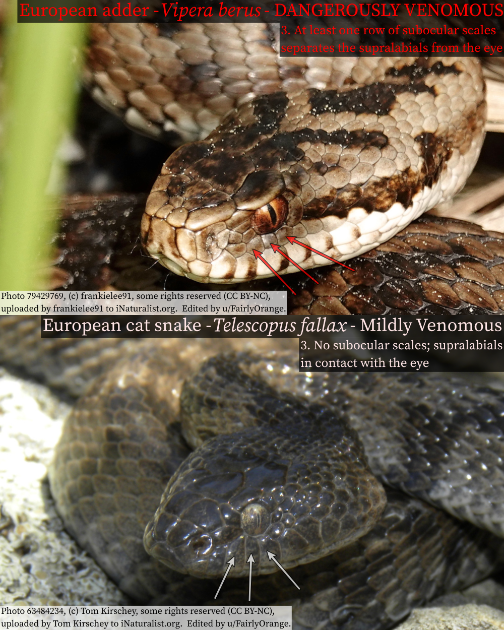 What’s this snake? [south of Turkey] : r/whatsthissnake